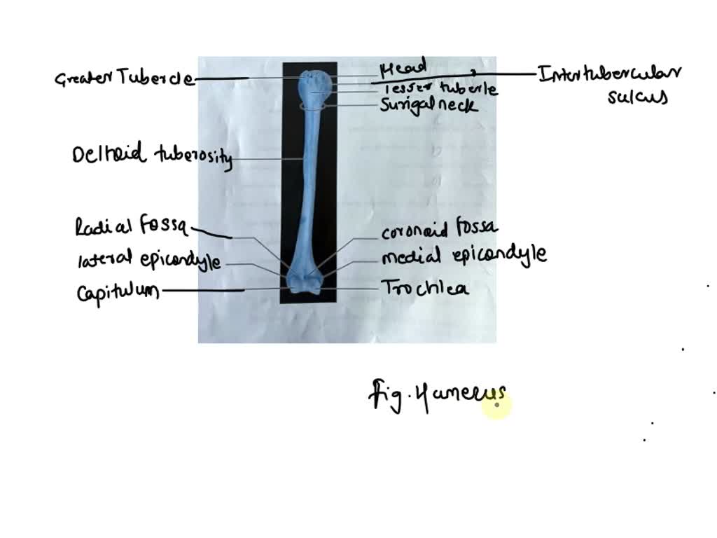 SOLVED: Using the items from the list at the right, identify the ...