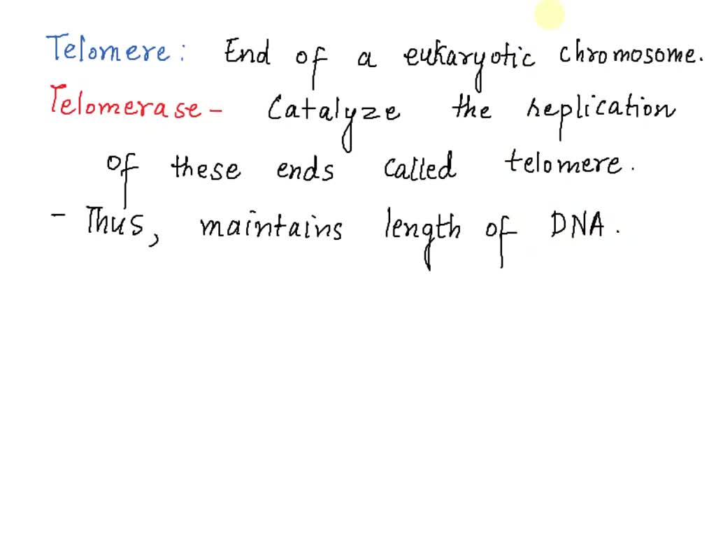 SOLVED:End replication problem, where a litte bit of chromosome length ...
