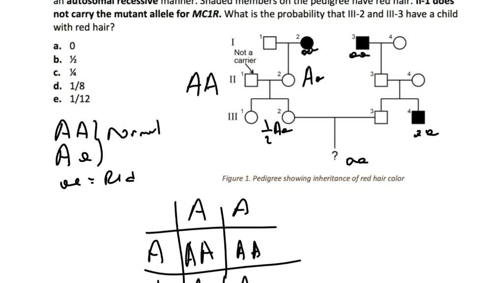 SOLVED: 3 (5 points) Mutations in the human gene MCIR produce red hair ...