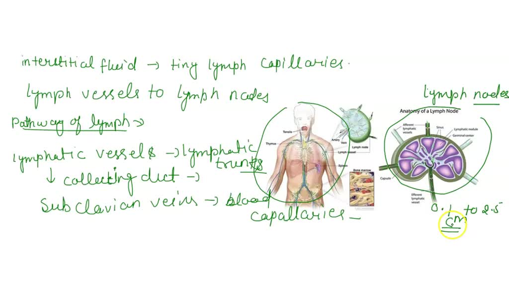 SOLVED: Describe and/or draw the lymphatic system from capillaries to ...