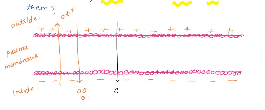 SOLVED: 'Consider sodium, potassium, and chloride ions: How are they ...