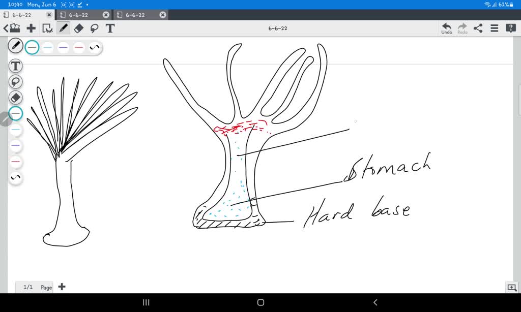SOLVED: Zooxanthellae are algae that live in coral polyps. Explain two ...