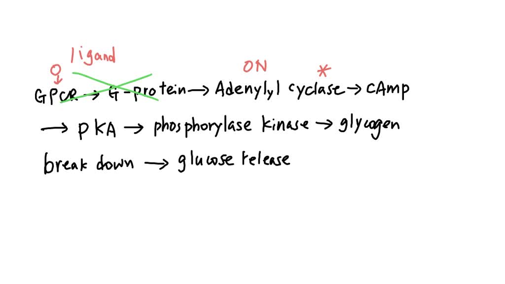 SOLVED: You are studying a GPCR-initiated pathway: GPCR –> G-protein ...
