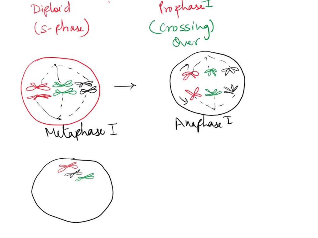 SOLVED: Imagine a diploid cell AaBbFf. Draw this cell as it undergoes ...