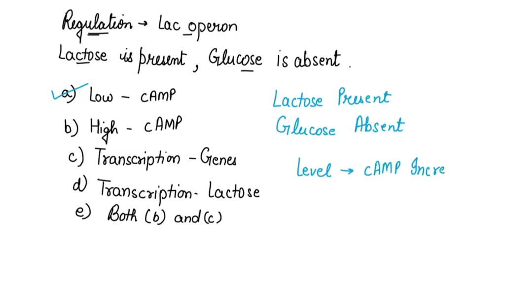 SOLVED: In regulation of the lac operon, when lactose is present and ...