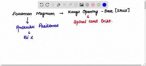 SOLVED:The foramen magnum in Australopithecus africanus is closer to ...