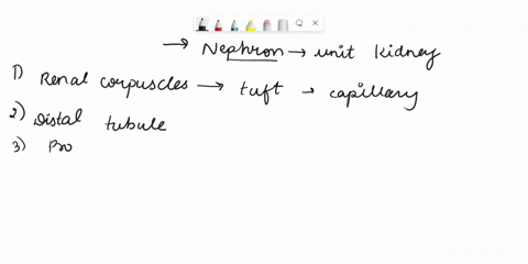 AP Lab Activity (Anatomy of the Urinary System) Exercise 40 Review ...