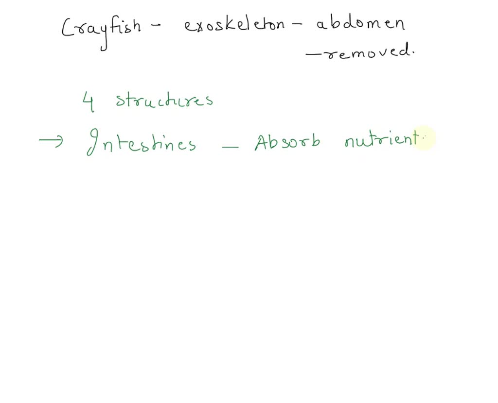 SOLVED: Crayfish: what are the main structures you could have observed ...