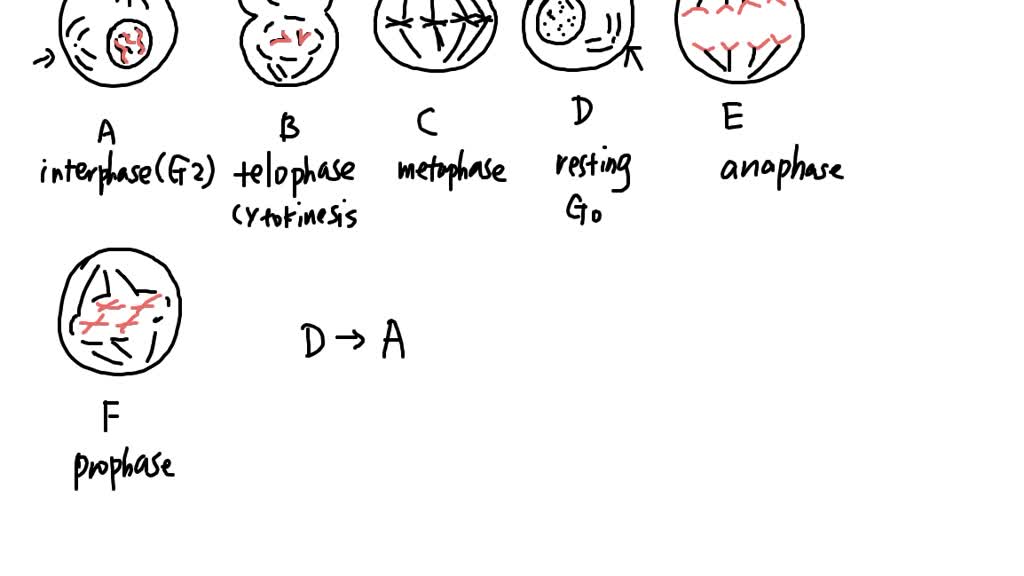 SOLVED: Identify the stages of the cell cycle shown below: Then put ...