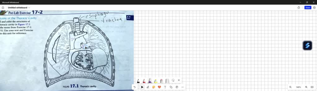 SOLVED: 1-2 Body Cavities Color the body cavities in Figure 1.1, and ...