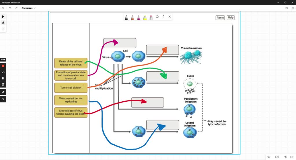 SOLVED: Determine the possible outcomes for animal cells when infected ...