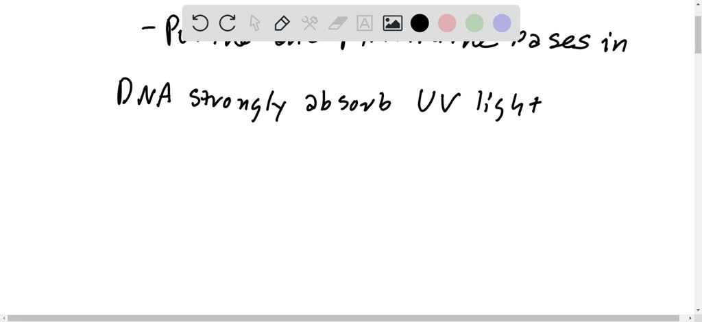 SOLVED: Nucleic Acid Structure Explain why the absorption of UV light ...