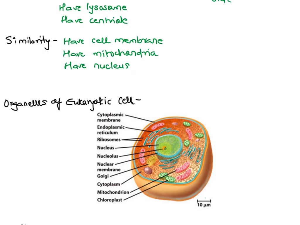 SOLVED: 1. What is the difference between prokaryotic and eukaryotic ...