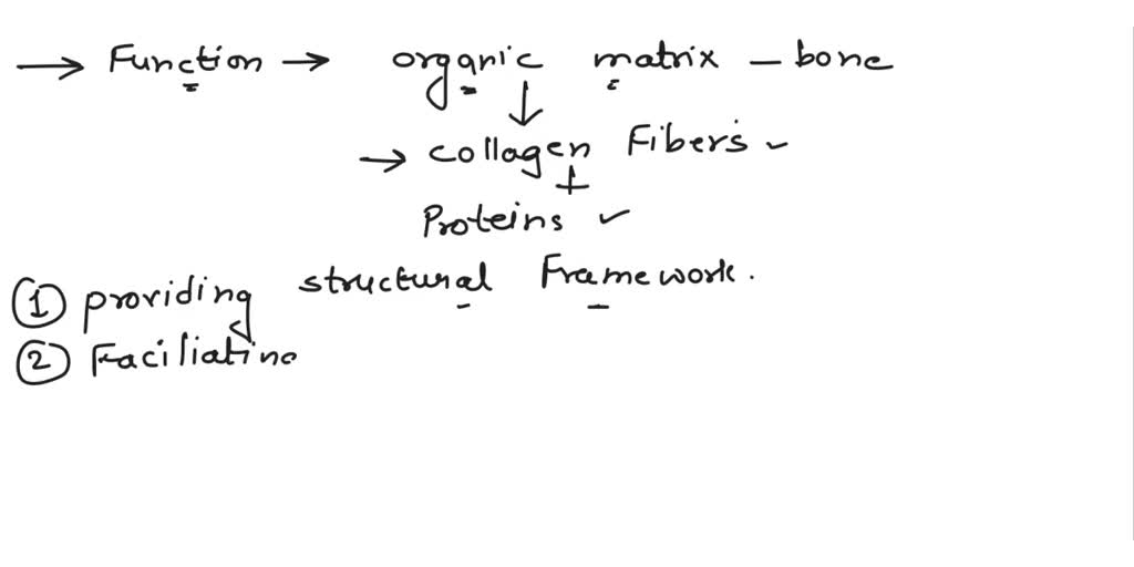 SOLVED: Which describes the function of an osteoclast: produces new ...