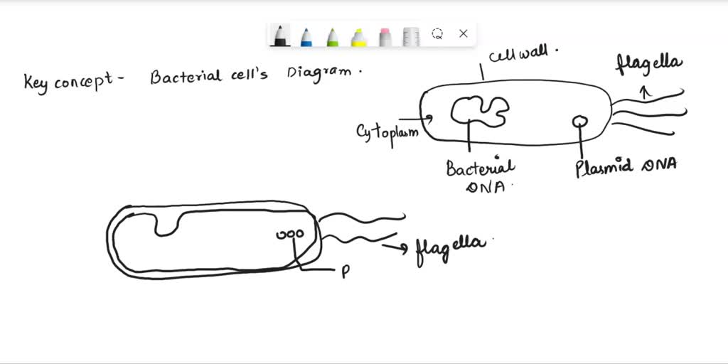 SOLVED: Draw a diagram of the modified bacterial cell; Label the ...
