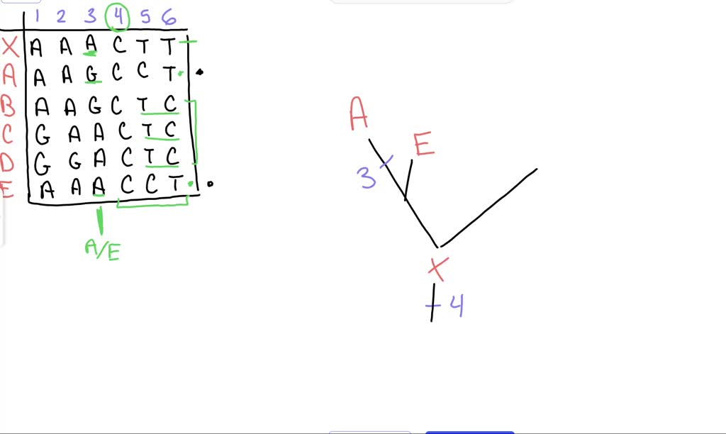 SOLVED: Question 4: Using molecular data to estimate a phylogeny. Draw the most parsimonious ...