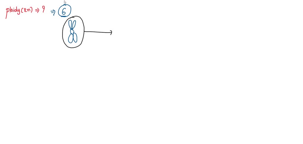 SOLVED: What is the diploid number for the cell illustrated below ...