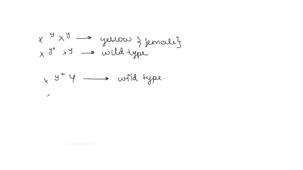 SOLVED: 1) Draw a Punnett square of a cross between a wild-type male ...
