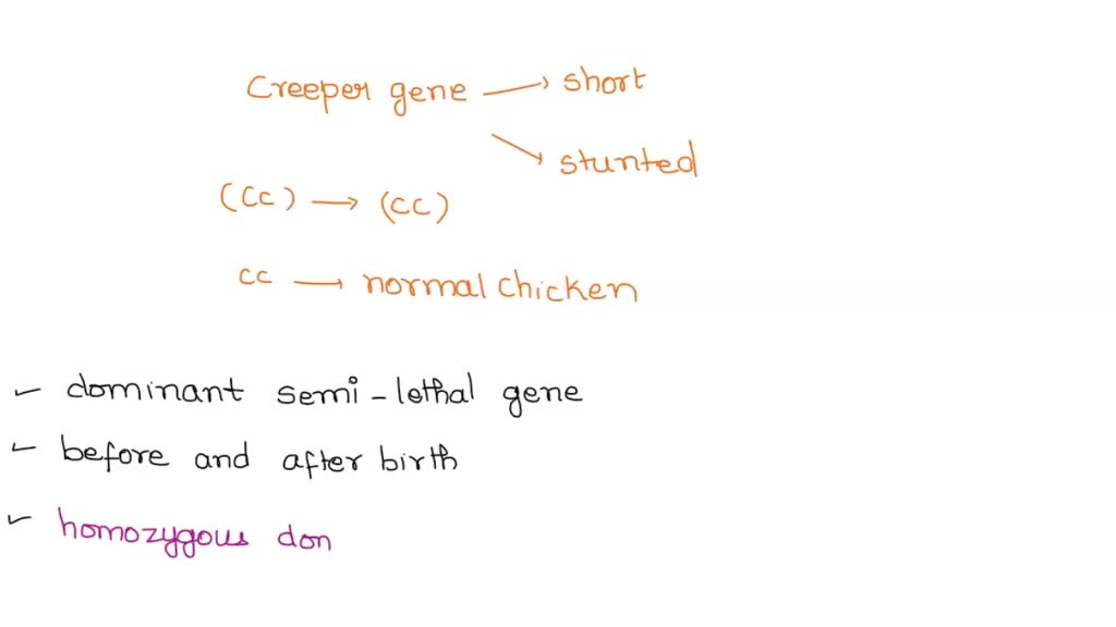 SOLVED: The creeper gene in chickens causes short and stunted legs ...