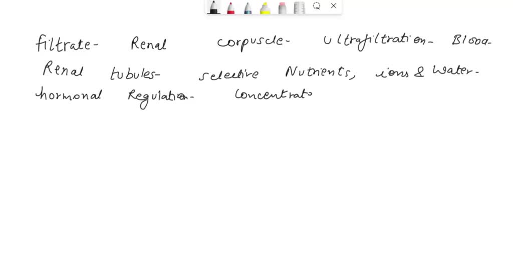SOLVED: Trace the pathway of the filtrate from renal corpuscle until it ...