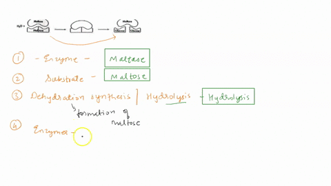 Directiens examine the model of the enzyre reaction answer...