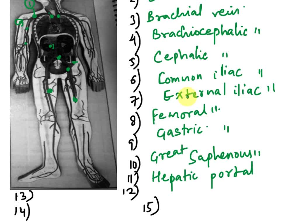 SOLVED: Match the vein with the appropriate number on the model ...