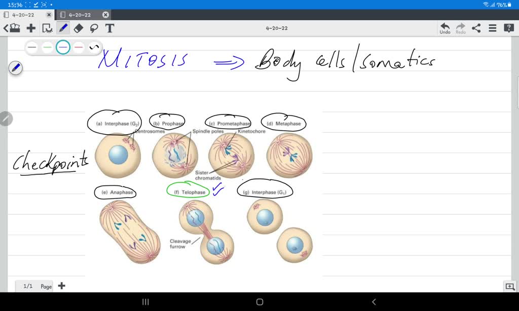 SOLVED: What is structure that will split the two cells apart during or ...