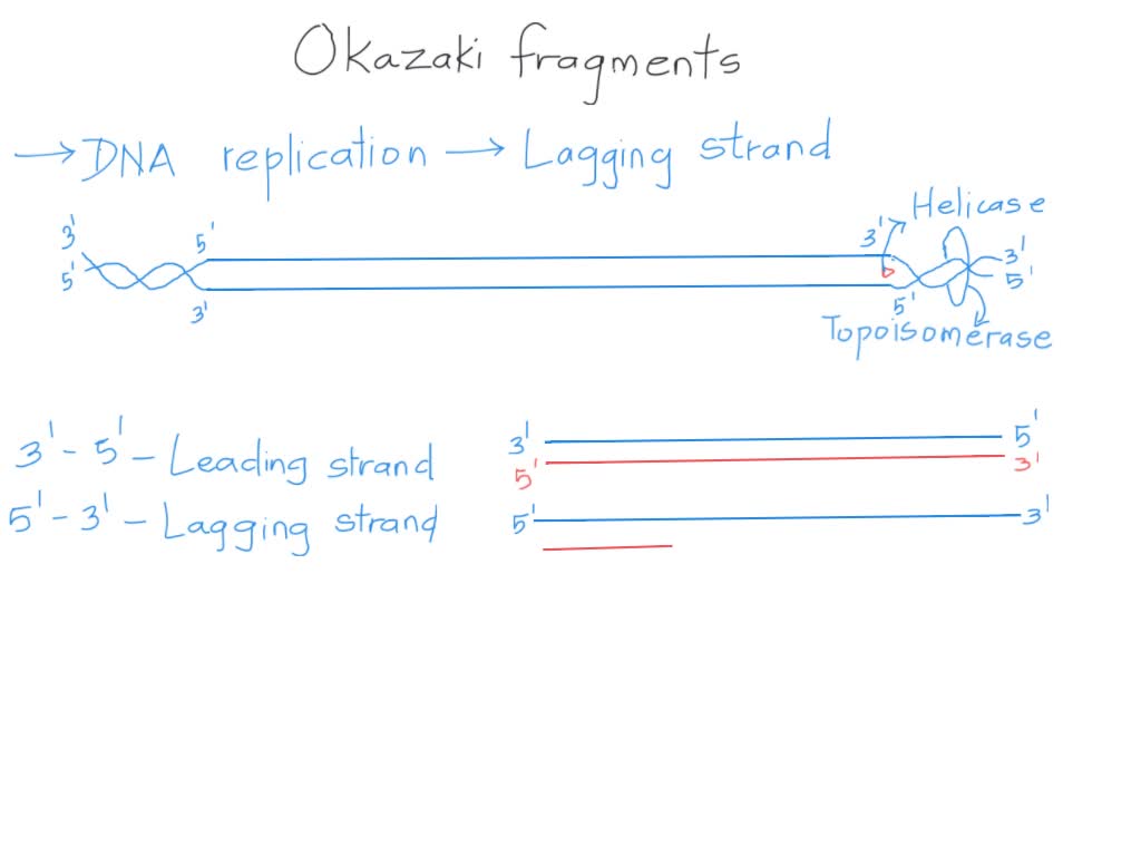 SOLVED: " 2) (2 pts) The diagram below depicts two Okazaki fragments ...