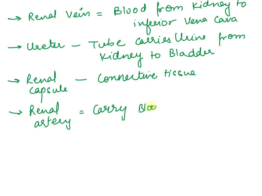 SOLVED: LABELING COLORING EXERCISES Identify the parts of the kidney by matching the letters ...