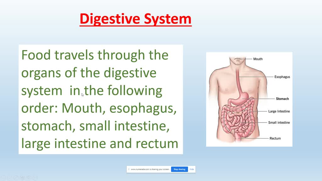 SOLVED: The correct order in which food passes through the GI tract is ...