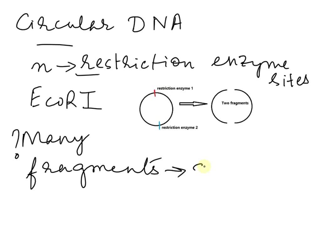 SOLVED: 7 points: A circular DNA molecule is shown here. It is 4800 bp ...