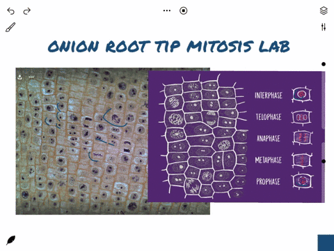 The picture here shows 6 cells in an onion root tip. The stages of the ...