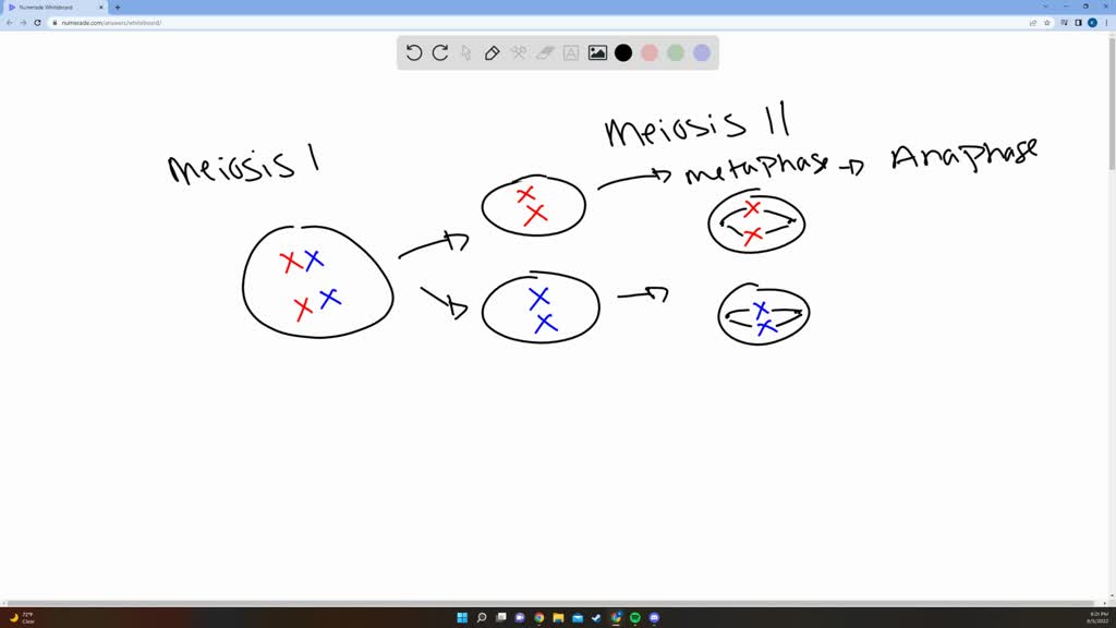 Solved Draw An Inversion Deletion Duplication And Reciprocal