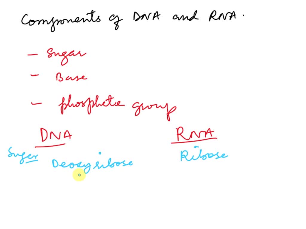 SOLVED: indentify which molecule is DNA and which is RNA, and then ...