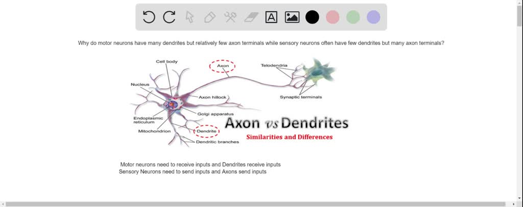 SOLVED: Why do motor neurons have many dendrites but relatively few ...
