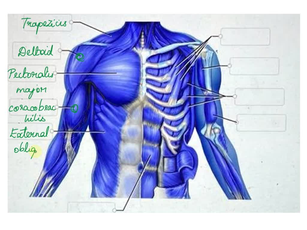 Solved Label The Chest Shoulder And Upper Limb Muscles Anterior View