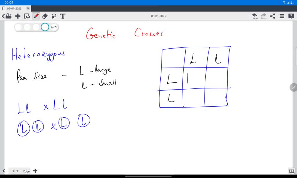 SOLVED: You cross two pea plants that are heterozygous for the pea size ...
