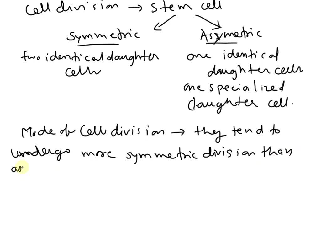 SOLVED: Rapidly-dividing stem cells exhibit a major difference in their mode of cell division ...