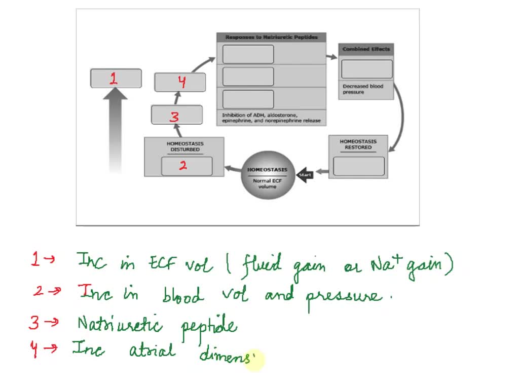 SOLVED: Art-labeling Activity: The Integration of Fluid Volume ...