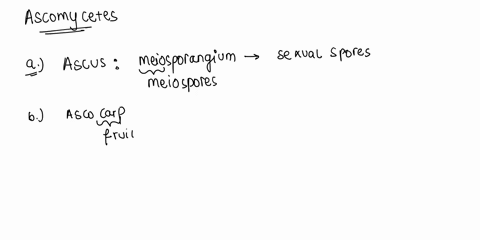 Which of these structures bears asci a fungal life cycle the...