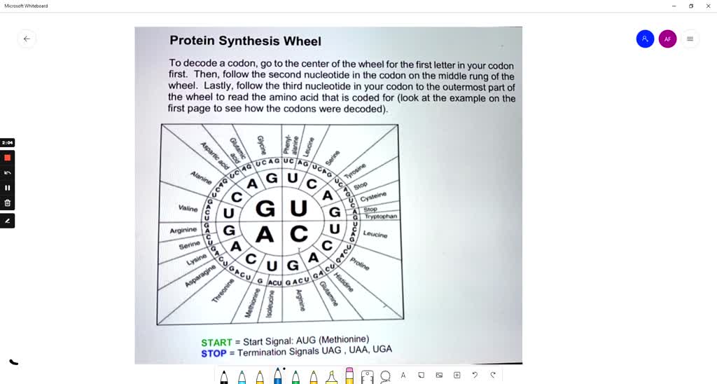 SOLVED: Protein Synthesis Wheel To decode a codon; go to the center of ...