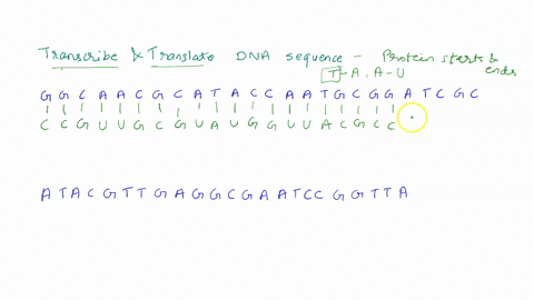 SOLVED: Take the following beginning coding segment of a DNA sequence ...