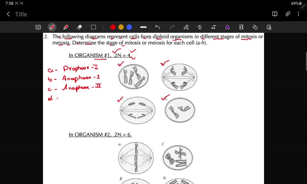 SOLVED: The following diagrams represent cells from diploid organisms ...