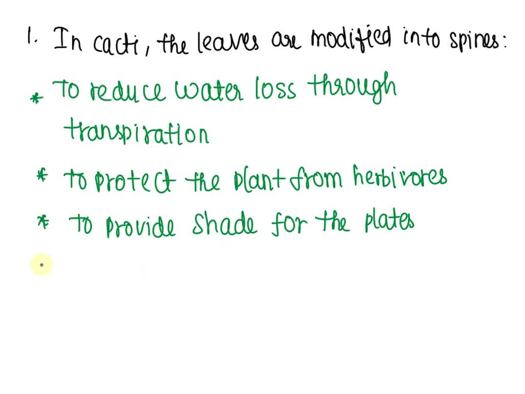 SOLVED: Answer the following questions below: 1. In cacti, the leaves ...