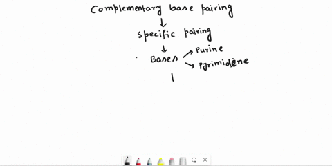 9. What is complementary base pairing? What are the "rules"...