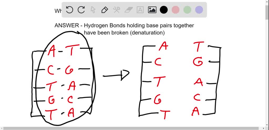 Why do the rungs of a dna ladder appear "broken"?