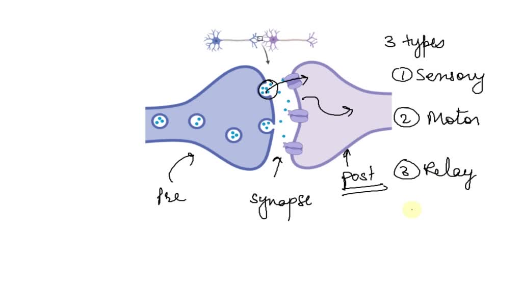SOLVED: You touch a hot stove and withdraw your hand before you perceive pain. Identify the ...