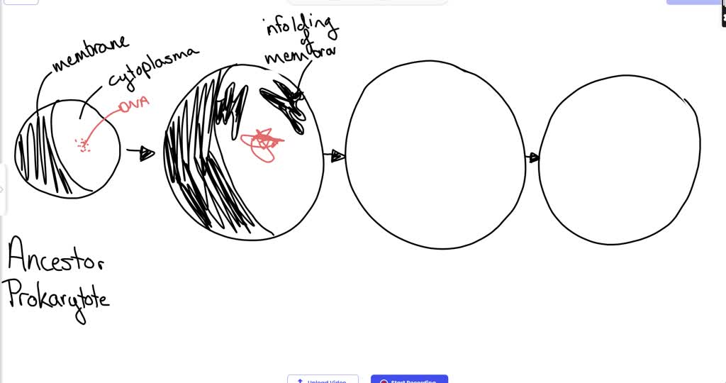 Draw the ancestor of eukaryotic cells before it has a mitochondria. You ...