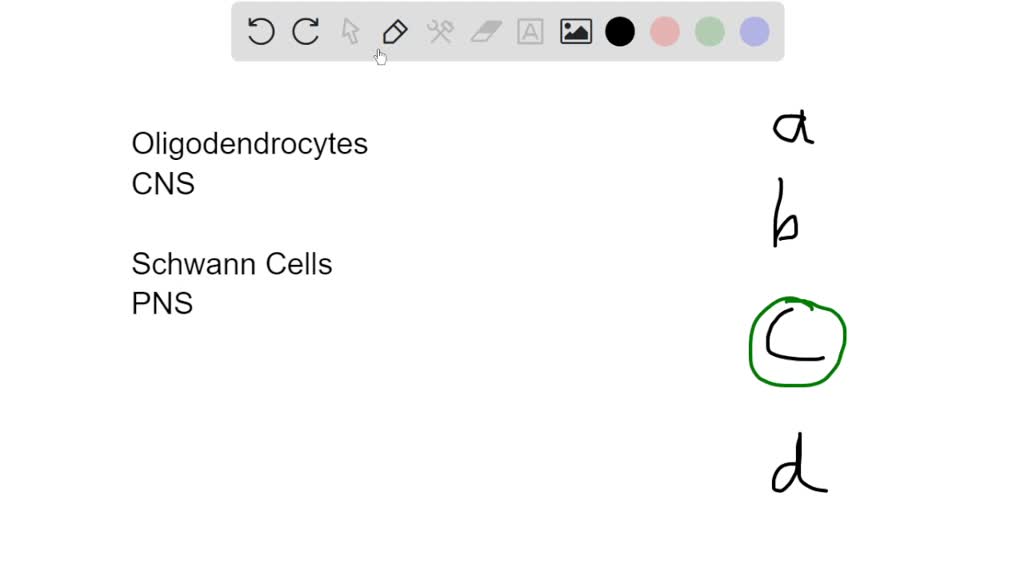 Solved A Fatty Substance That Is Wrapped Around The Shaft Of Axons In