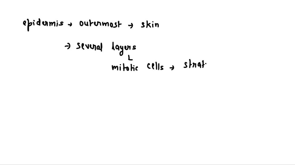 Solved The Epidermis Does Not Include Which Of The Following Multiple Choice Stratum